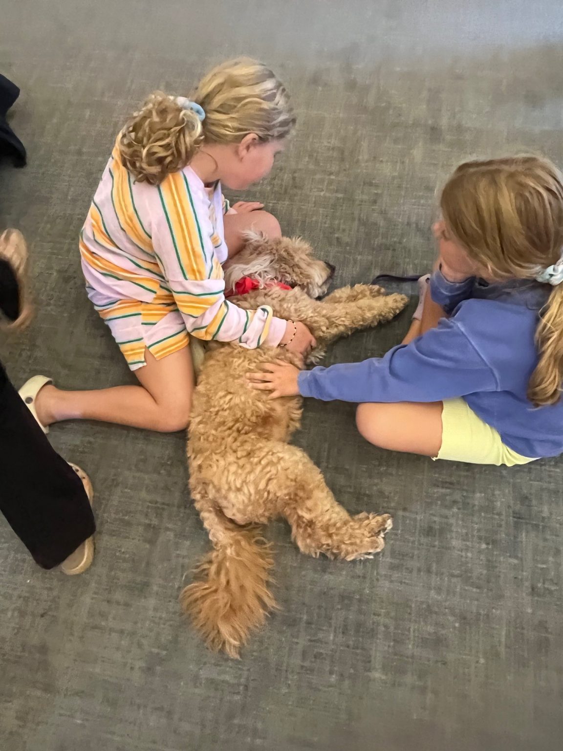 Companion Animal Program